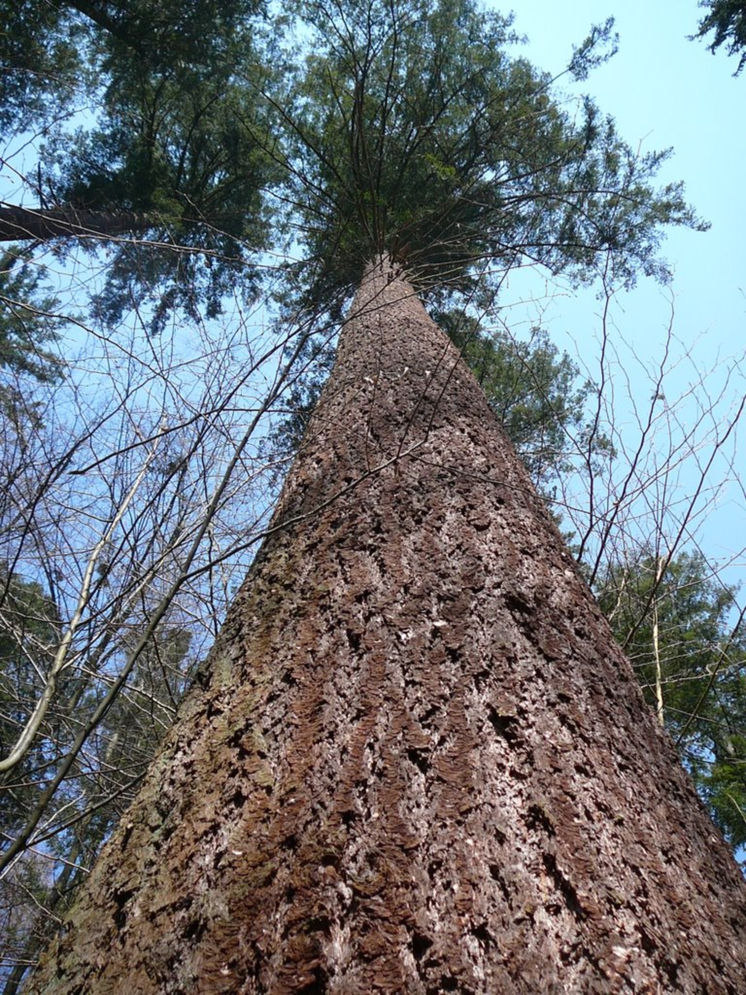 Auswirkungen der Douglasie auf die Waldbiodiversität