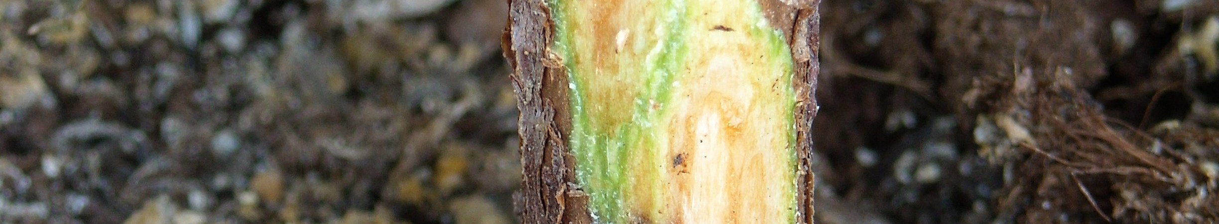 Plötzlicher Eichentod