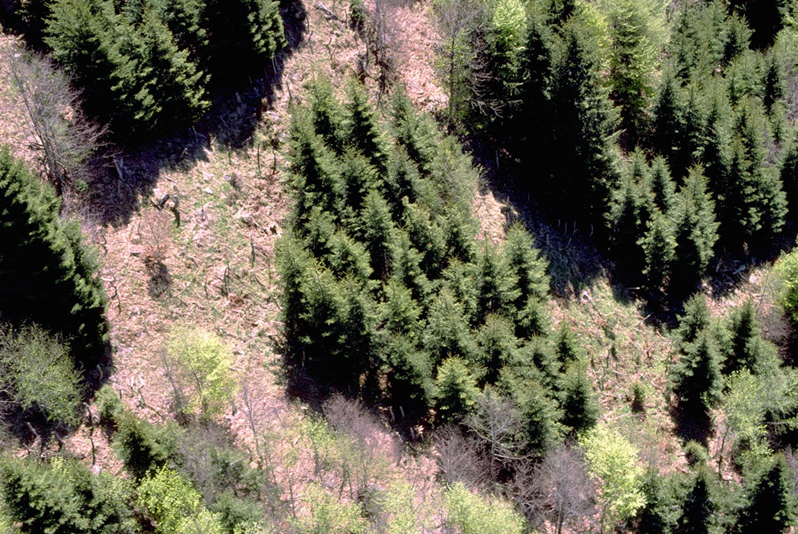 Cluster afforestation in mountain regions - waldwissen.net