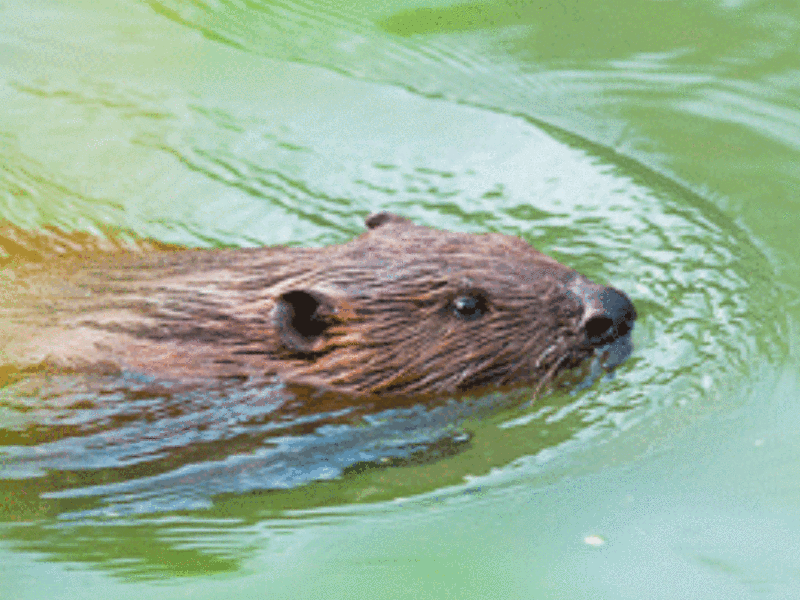 Le castor – Un paysagiste à potentiel de conflits