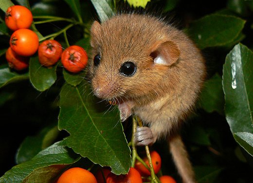 Shy dormouse with pirate’s face - waldwissen.net
