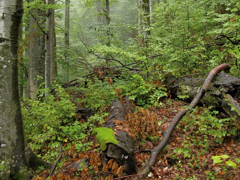 Inventory of the Largest Primeval Beech Forest in Europe