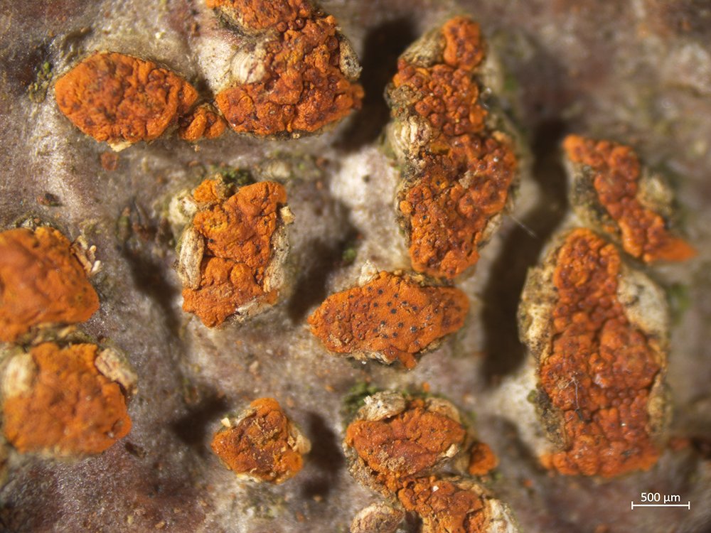 Eingeschleppte Pilze (Neomyceten) in der Schweiz