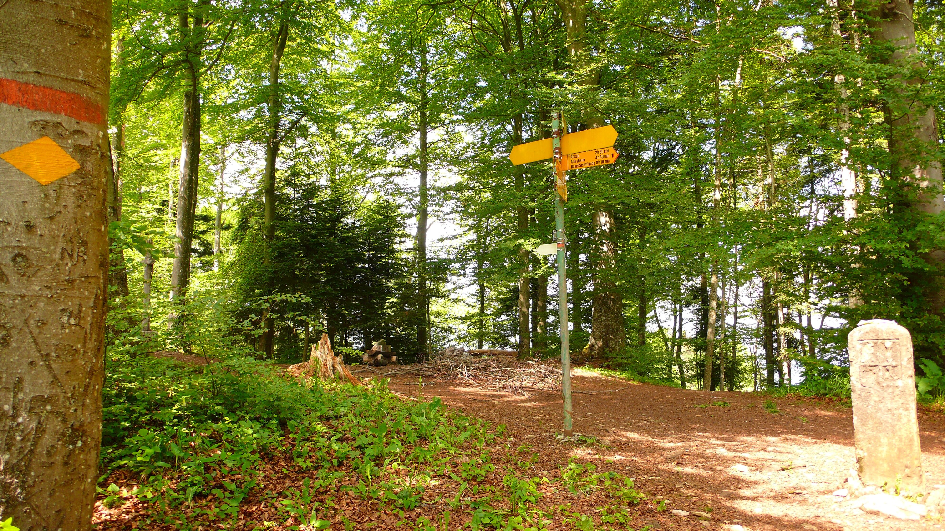 Visual Tree Assessment – eine Methode für bezahlbare Sicherheit im ...