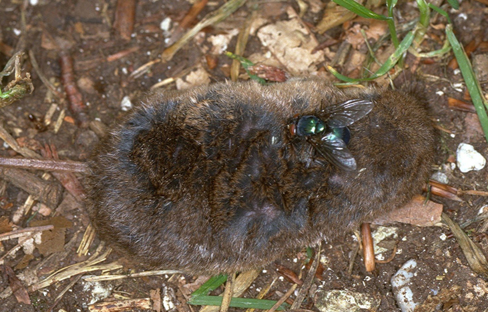 Insects in the forest ecosystem