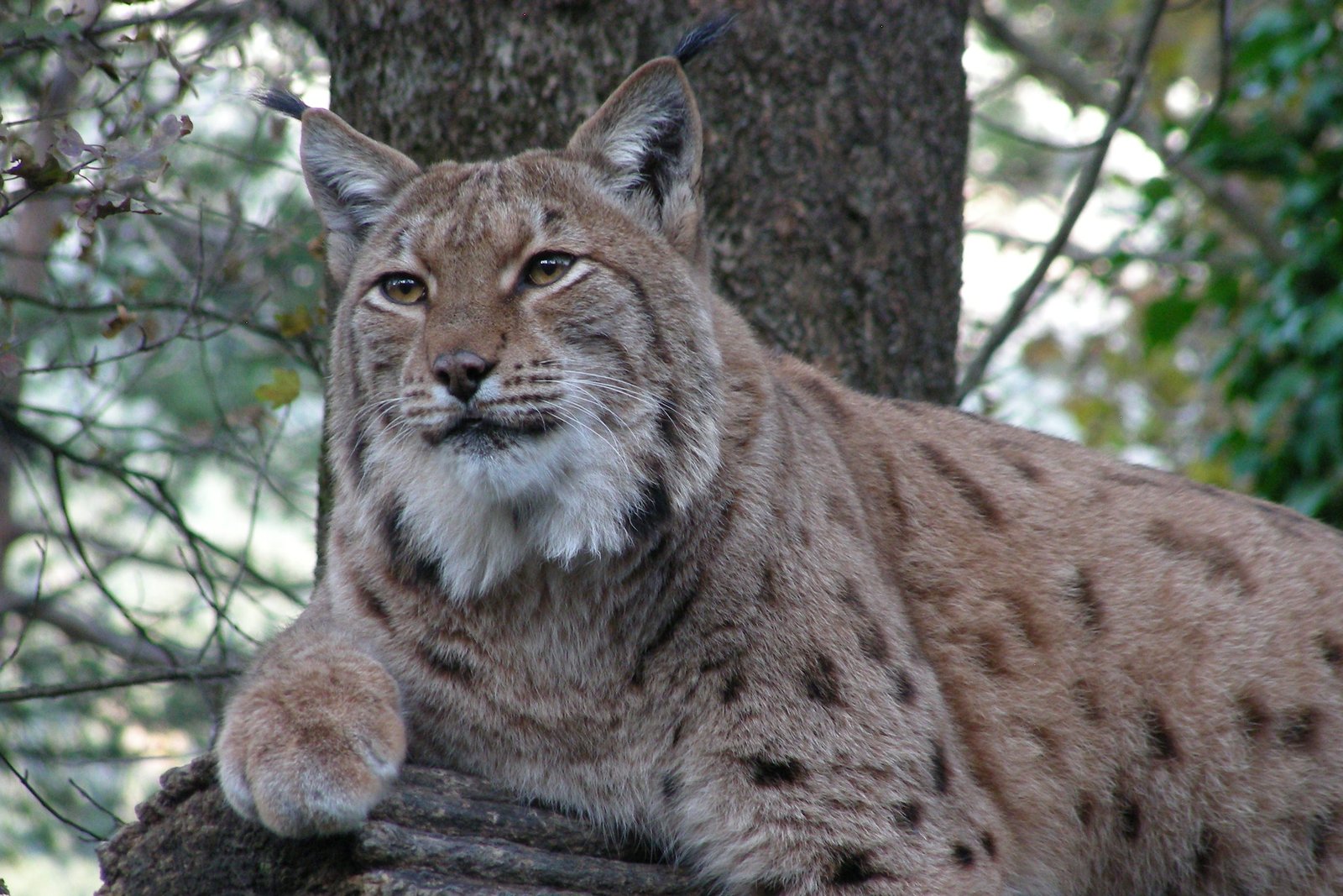 Konzept zum Luchsmanagement in der Schweiz