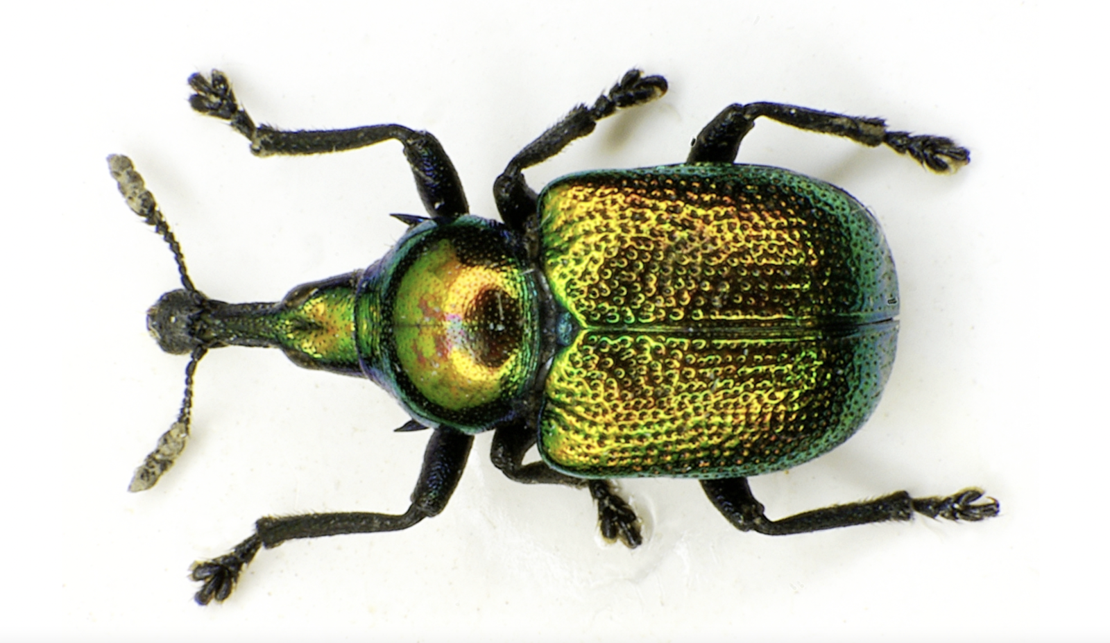 Einsatz von Pappelsetzstangen bei der Wiederbewaldung von ...