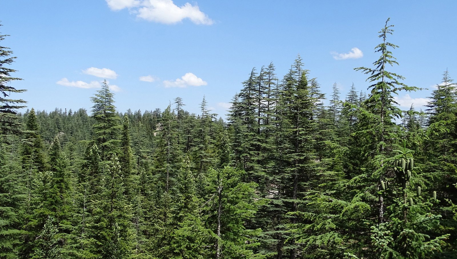 Die Libanon-Zeder im Klimawandel – Erfahrungen aus der Türkei ...