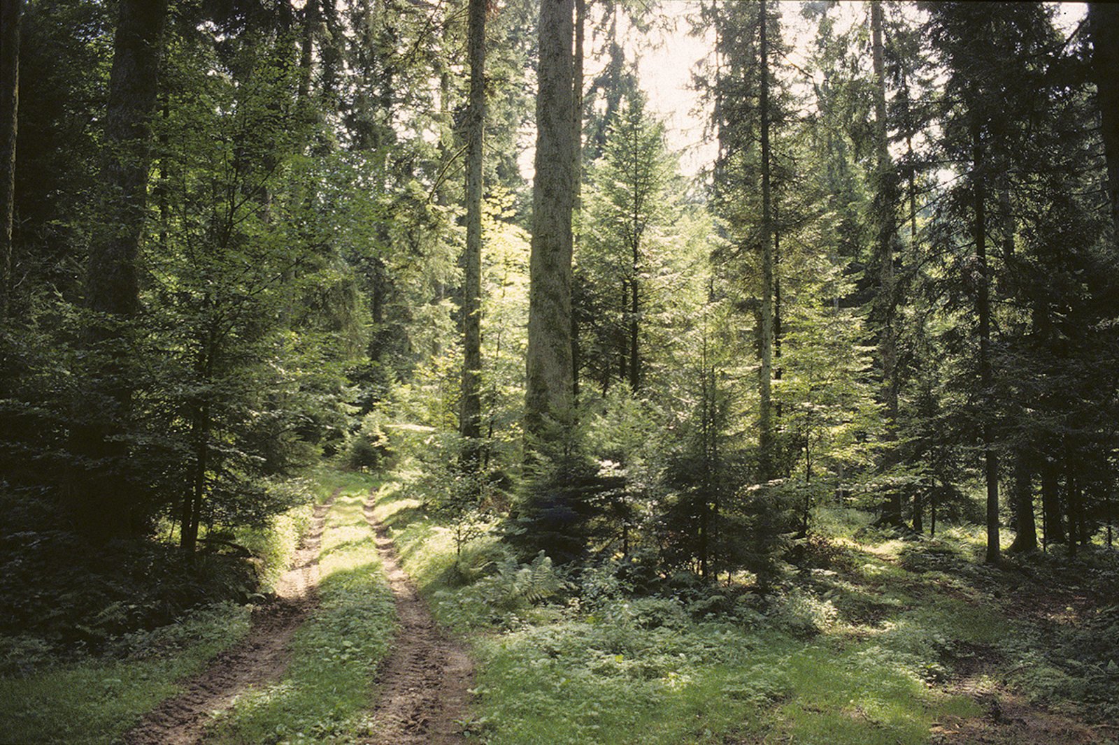 Pourquoi jardiner une forêt? - waldwissen.net