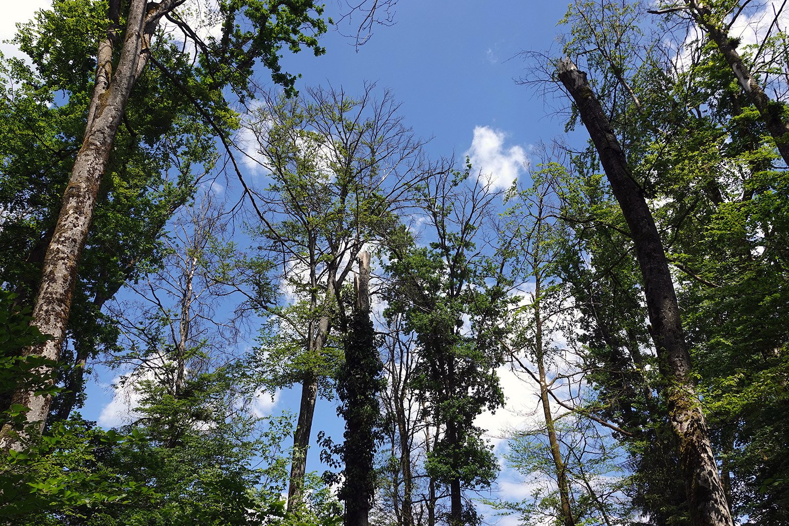 Die Zukunft des Waldes planen – mit der TreeApp - waldwissen.net