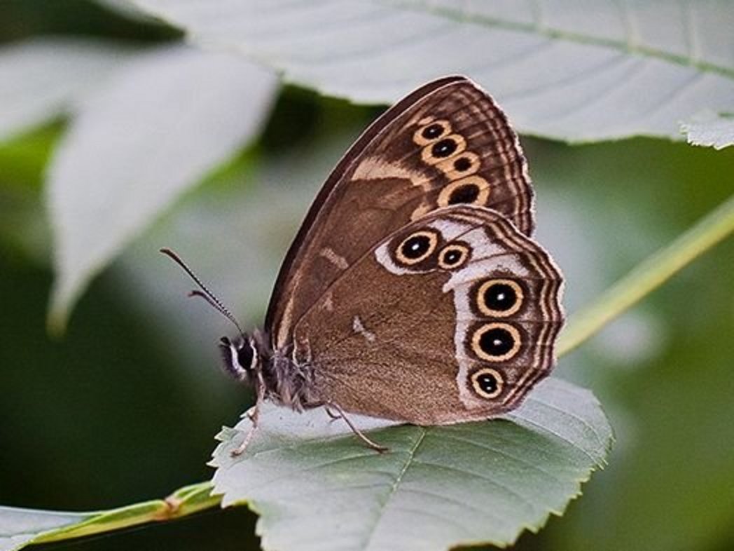Papillons diurnes forestiers - waldwissen.net