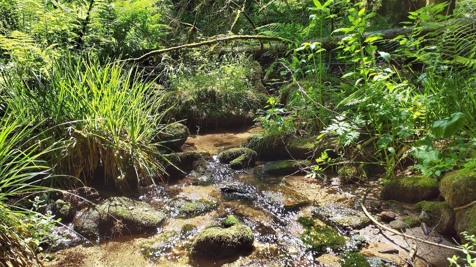 Handbuch Wald und Wasser - waldwissen.net