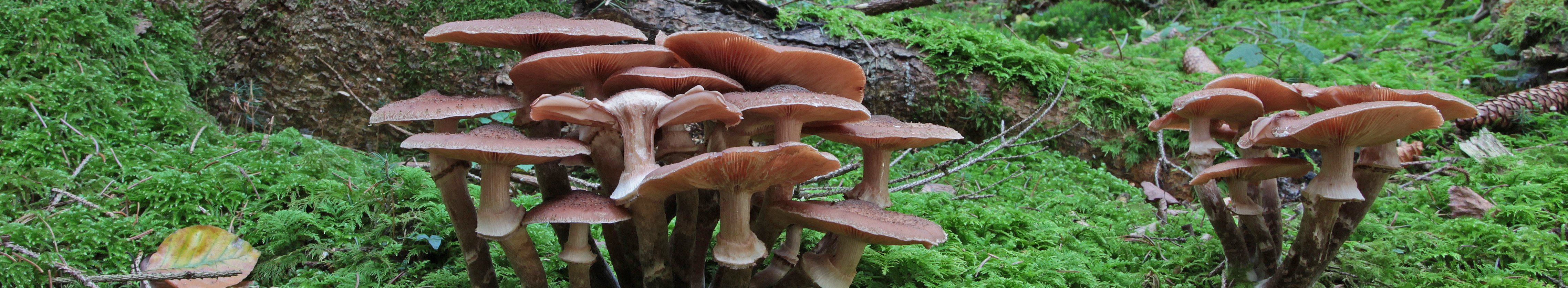 Le plus grand champignon de Suisse