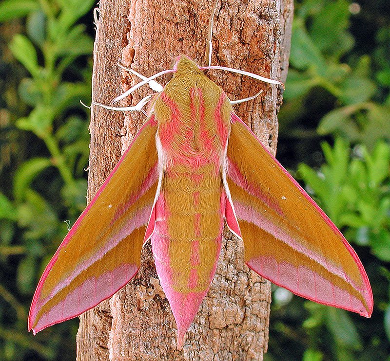 Hawk moths and willowherbs - waldwissen.net