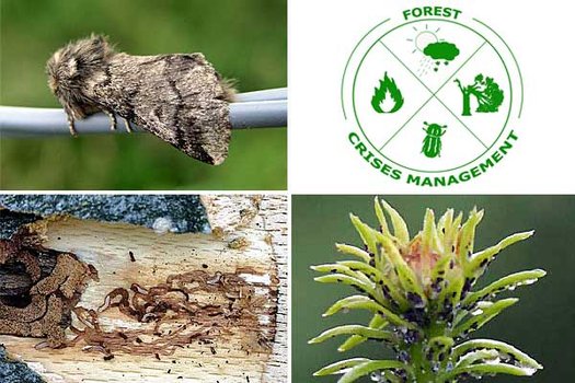 The Insect Pest Topic Collection: Prevention – Identification – Action