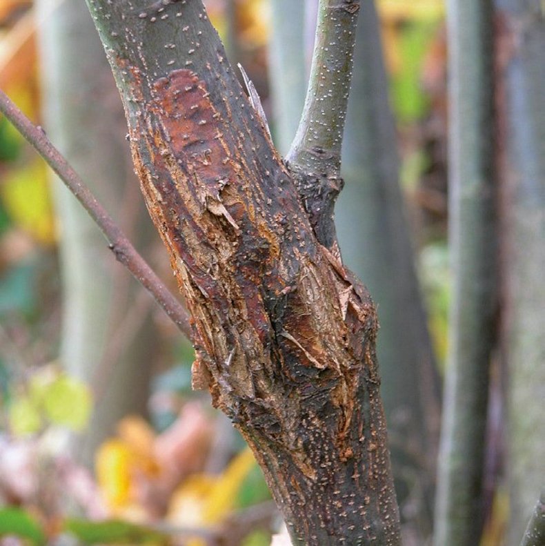 Chestnut blight: symptoms, biology and management strategies ...