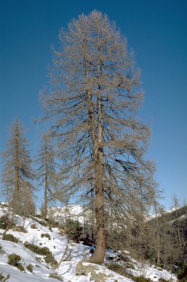 Le mélèze *(Larix decidua)*