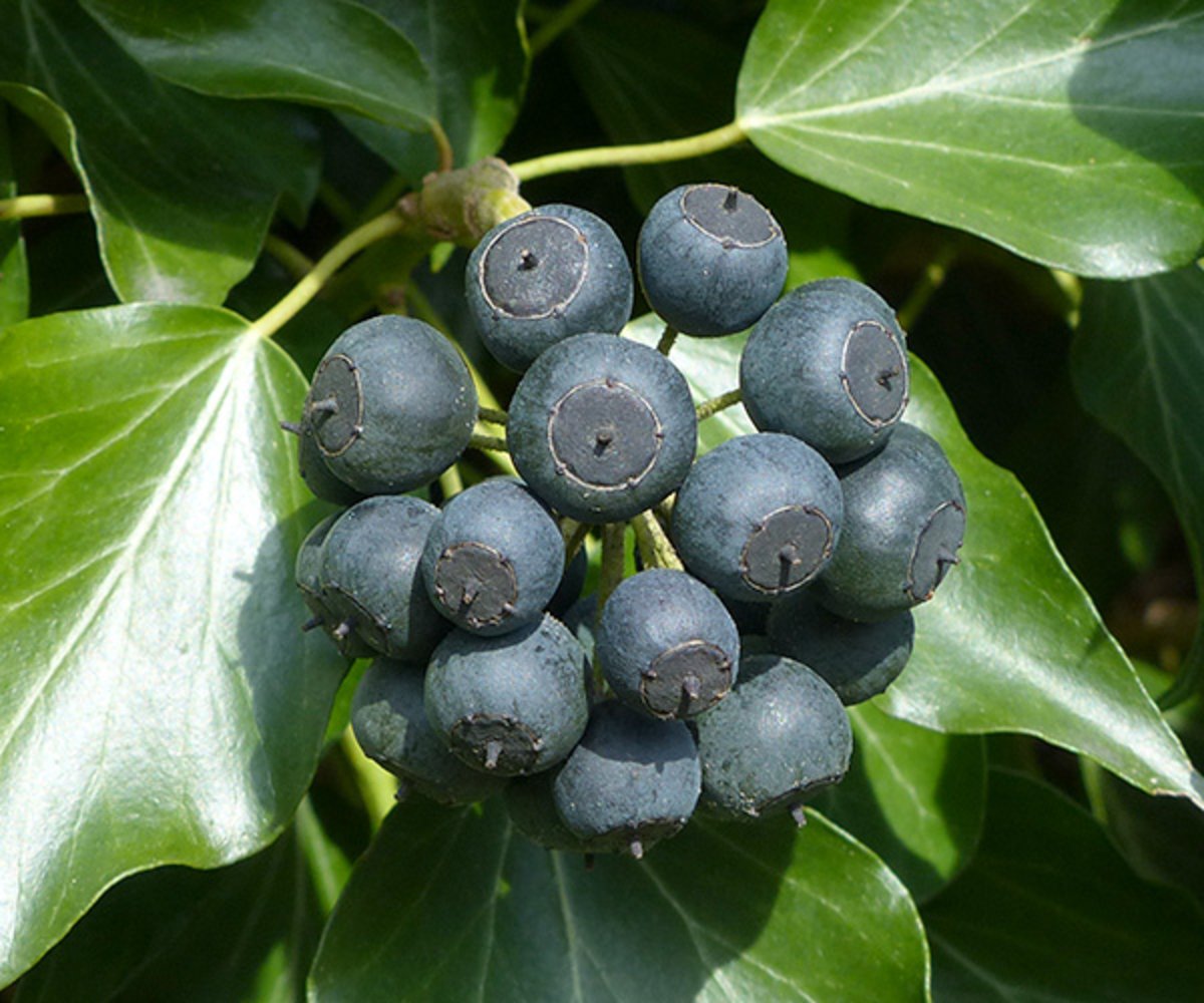 Efeu – der immergrüne Kletterer - waldwissen.net