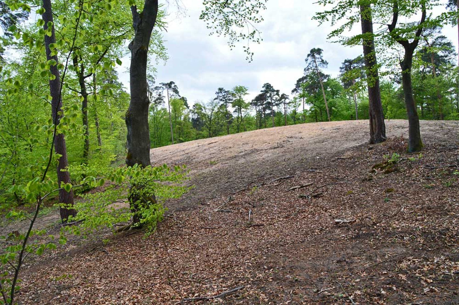 Lichtwaldgestaltung im Schwetzinger Hardt - waldwissen.net