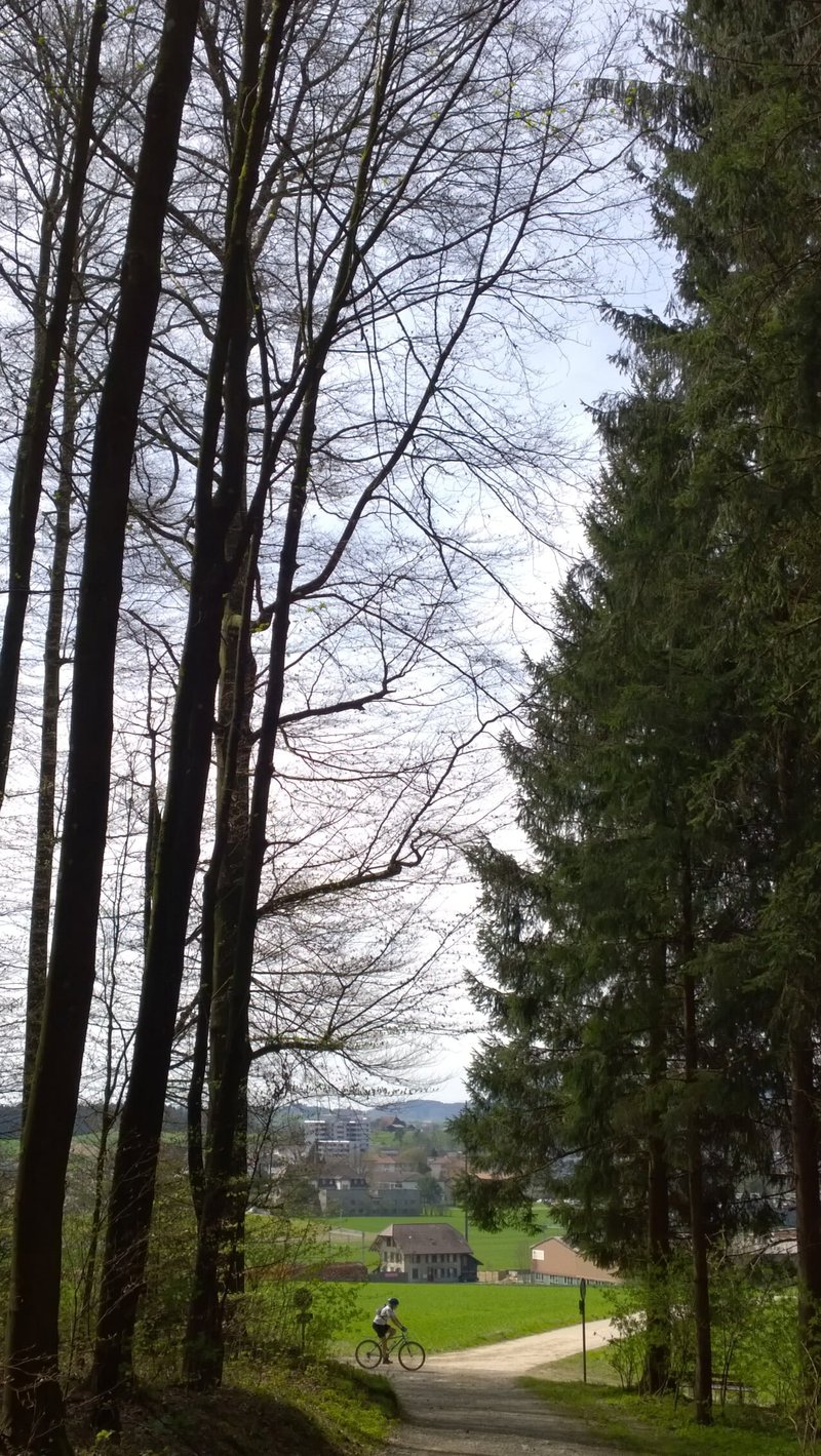 Visual Tree Assessment – eine Methode für bezahlbare Sicherheit im ...