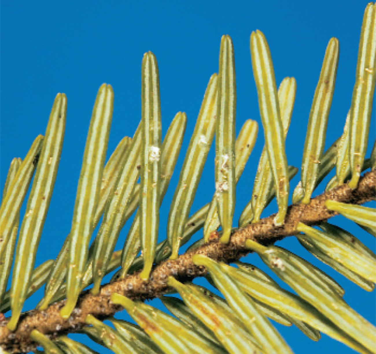 The silver fir woolly aphid (Dreyfusia nordmannianae)