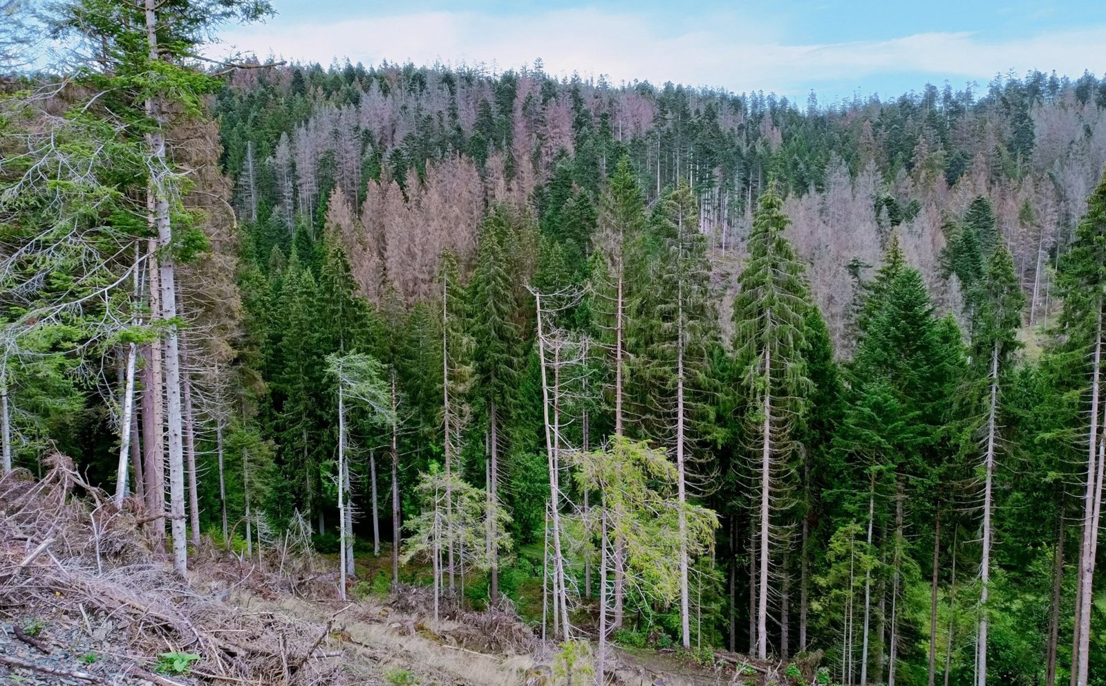 Schäden an Fichten: Was Satellitentechnik erfassen kann