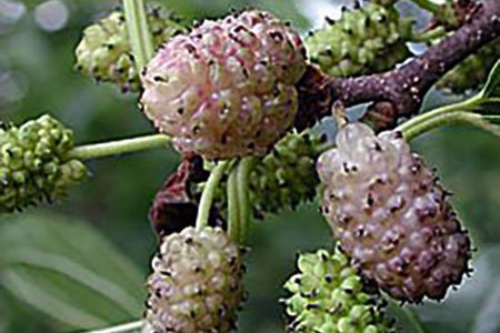 Maulbeerbäume in Bayern – Relikt der Seidenraupenzucht - waldwissen.net