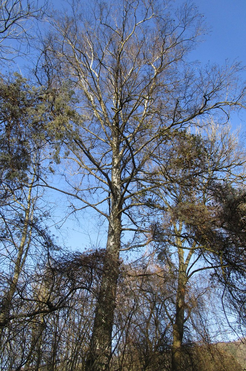 Die Birke in der Schweiz