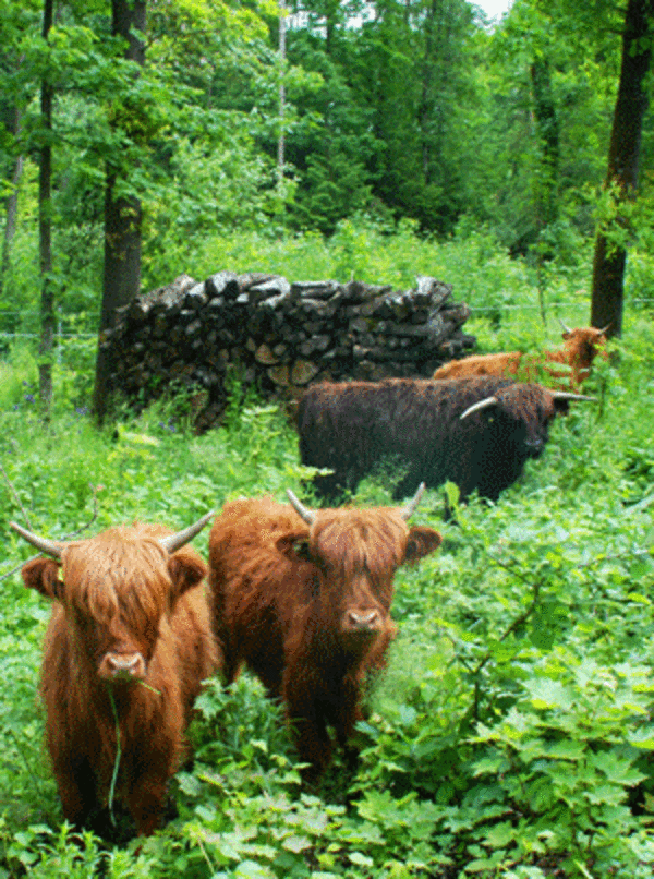 Waldweide – Tradition unter veränderten Vorzeichen