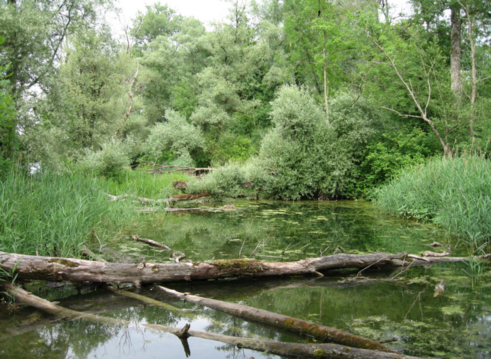 Amphibien im Wald – manche mögen's feucht - waldwissen.net