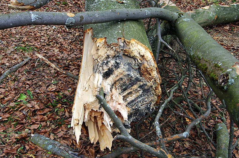 Blasting for nature conservation and occupational safety in the forest ...