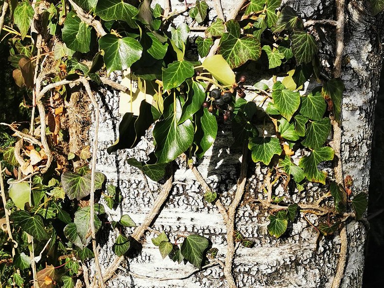 Ivy on forest trees – is it harmful or not? - waldwissen.net