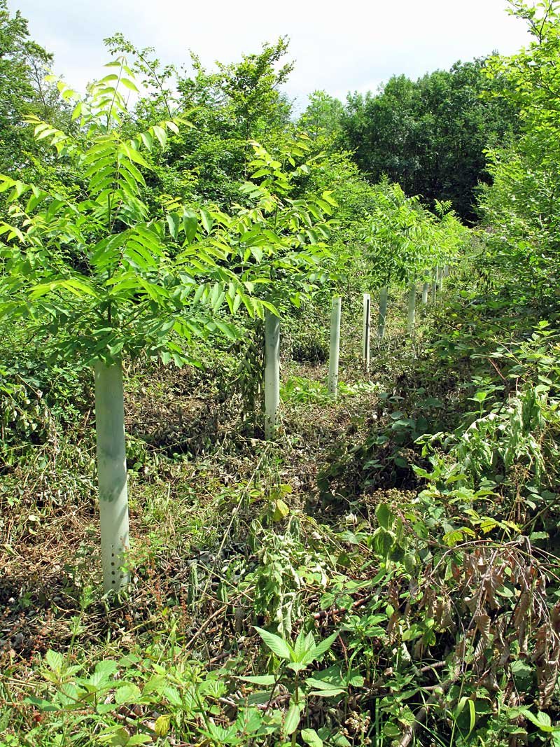 Cultivation of the eastern American black walnut and hybrid walnut ...