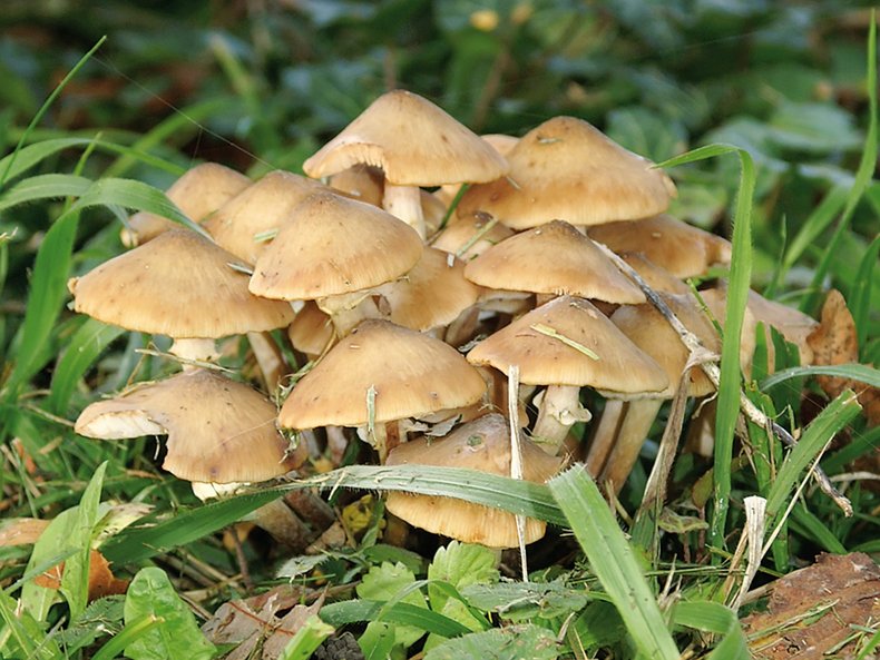 L'armillaire – Biologie et importance forestière