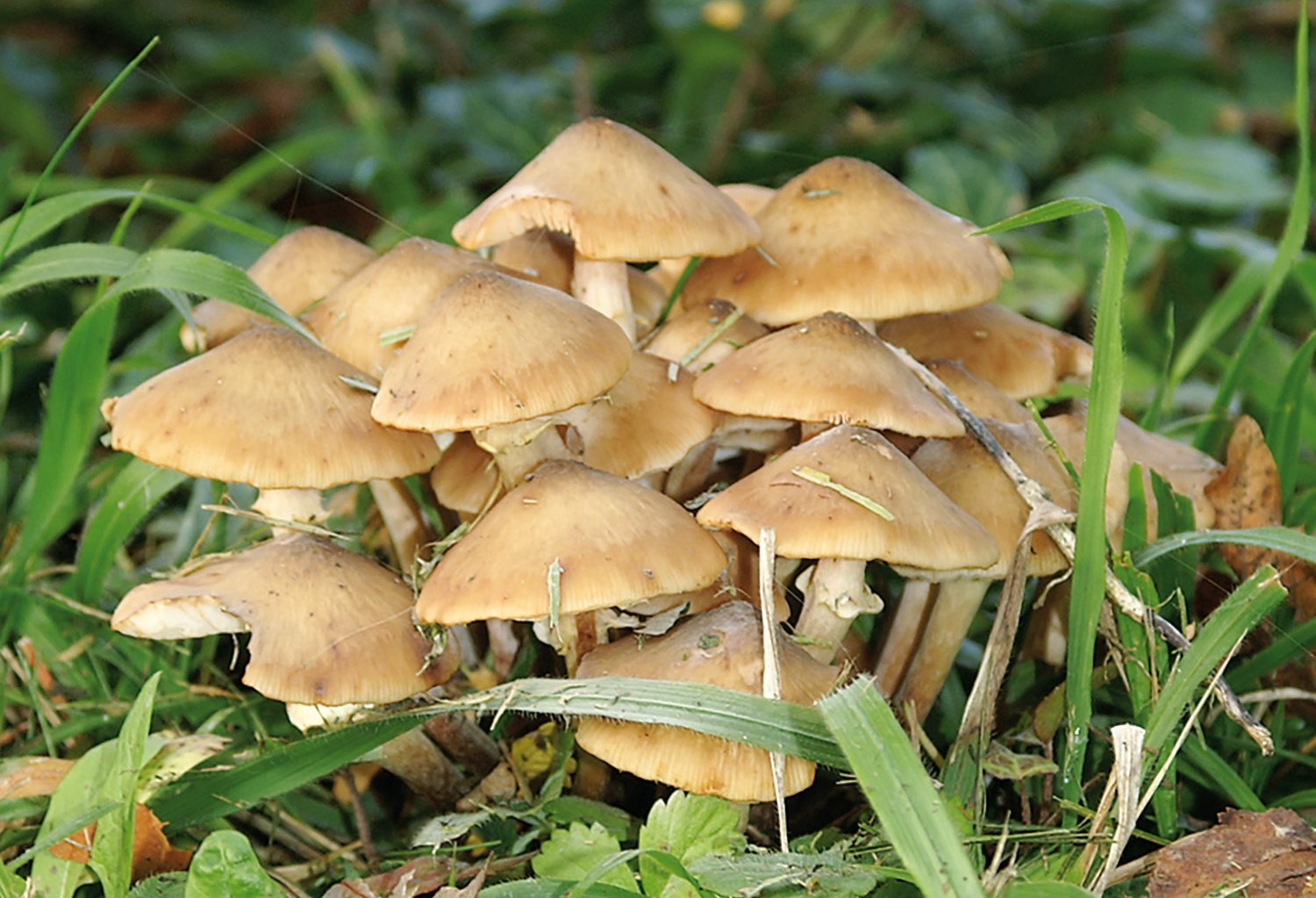 L'armillaire – Biologie et importance forestière