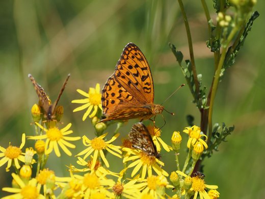 Vom Boden bis in die Luft: Biodiversitätsmonitoring im Wald von Baden ...