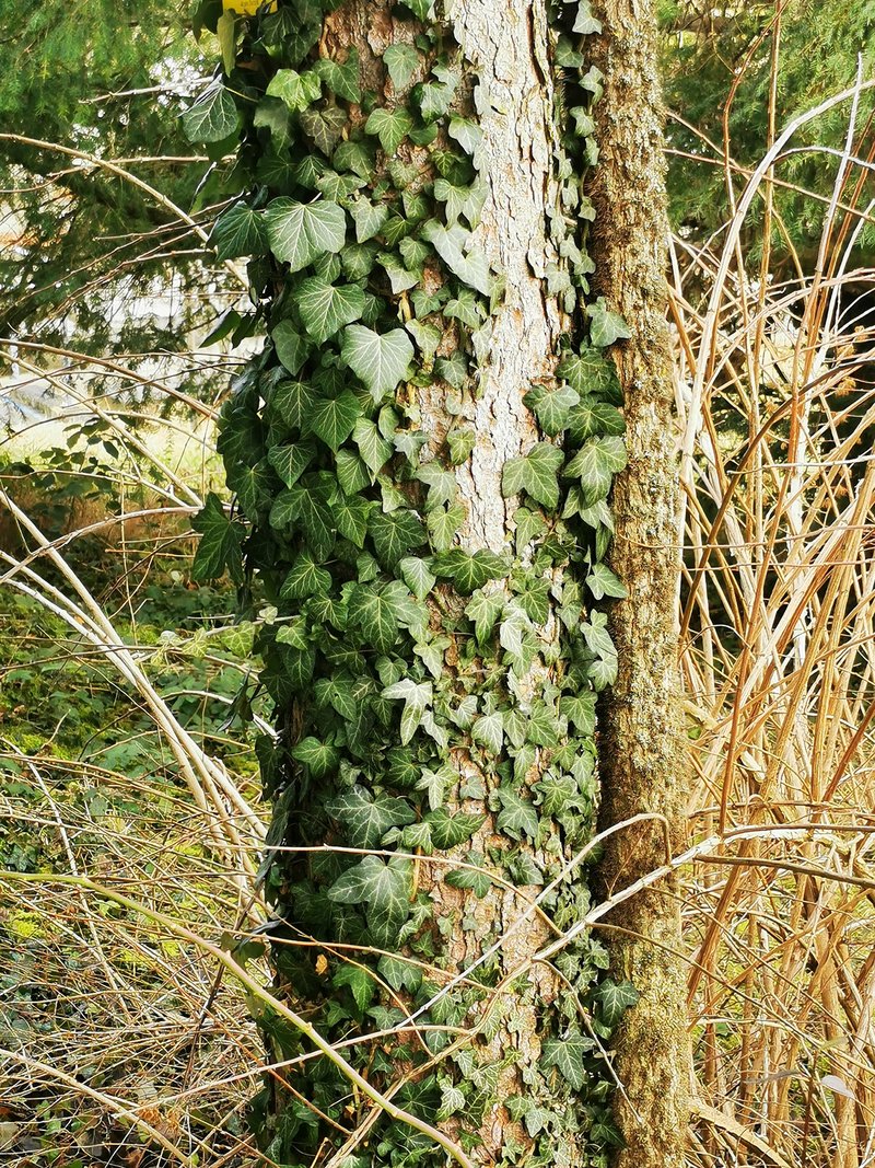 Ivy on forest trees – is it harmful or not? - waldwissen.net