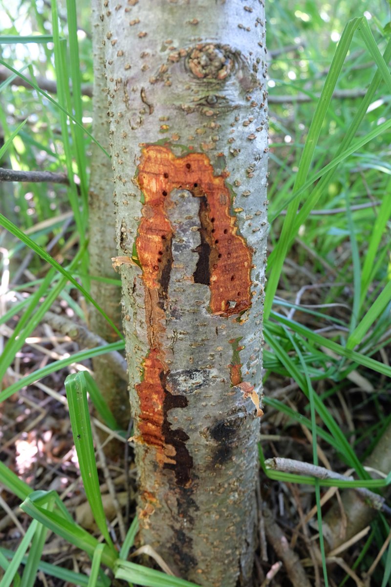 Root and collar rot of alder - waldwissen.net
