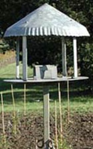 Österreich: Buche und Fichte produzieren mehr Pollen, Grünerle weniger ...