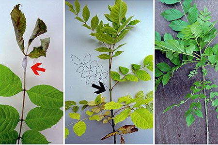 Infektionsversuche an Eschen - waldwissen.net