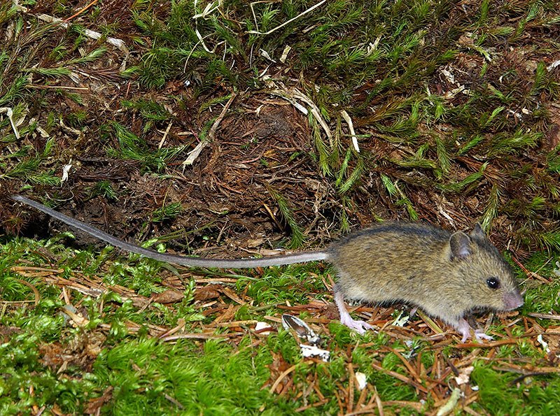 Forest birch mouse rediscovered in the Bavarian Forest - waldwissen.net