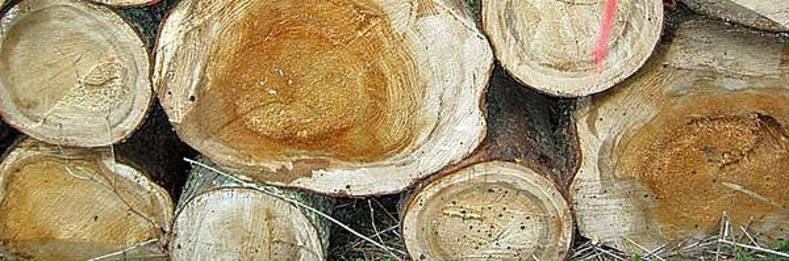 Rotting spruce trees – what can be done to control red rot ...