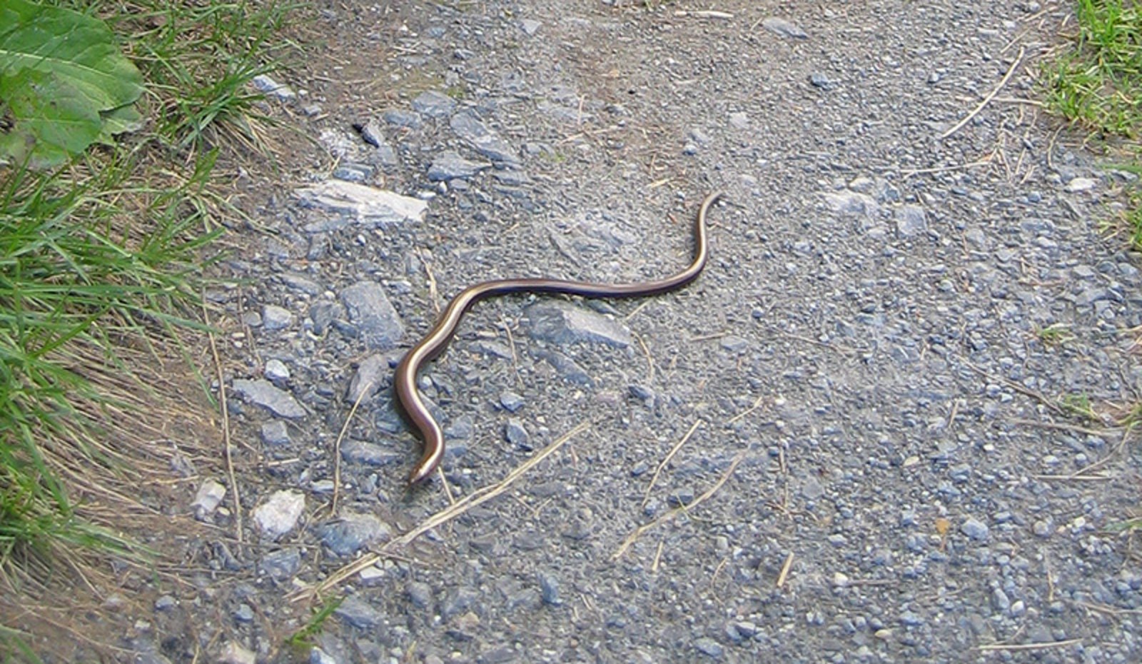 Die Blindschleiche *(Anguis fragilis)*