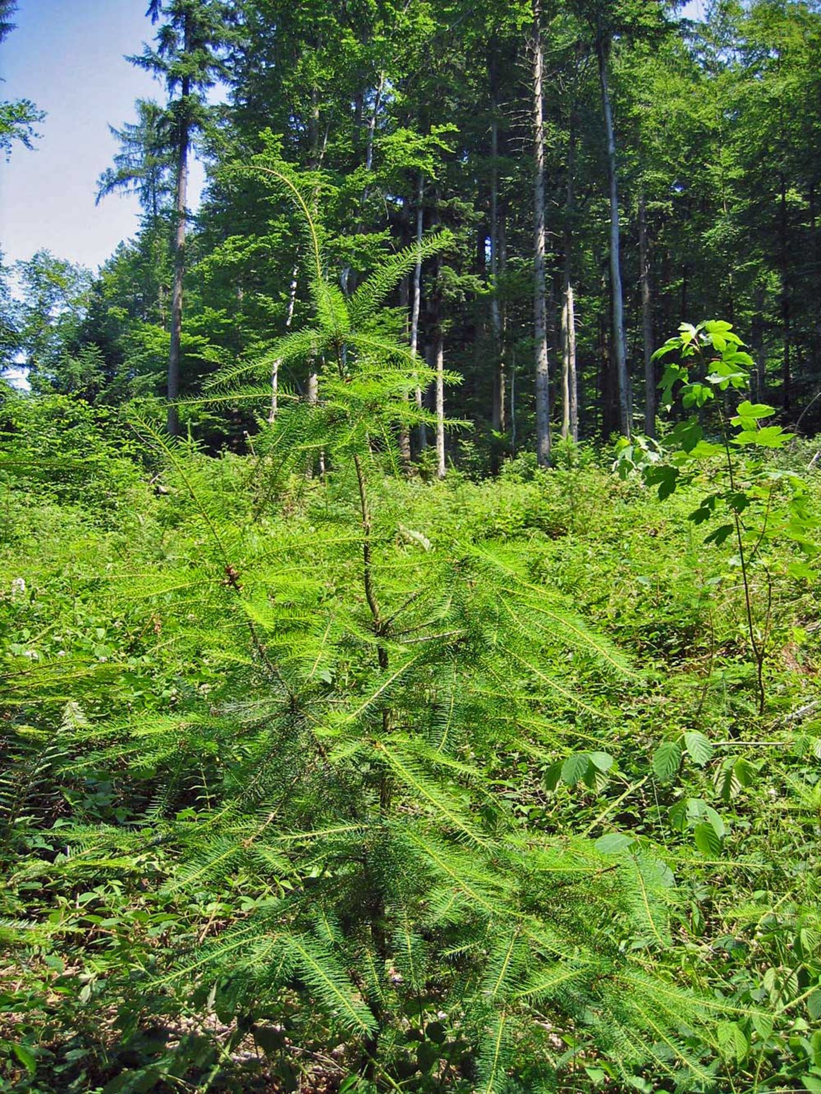 Naturverjüngung der Douglasie im Stadtwald Freiburg – invasiv?