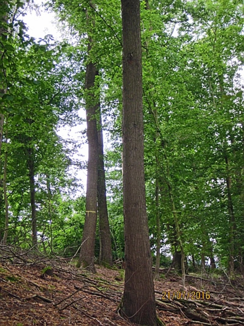 Kurzportrait Edelkastanie (Castanea sativa)