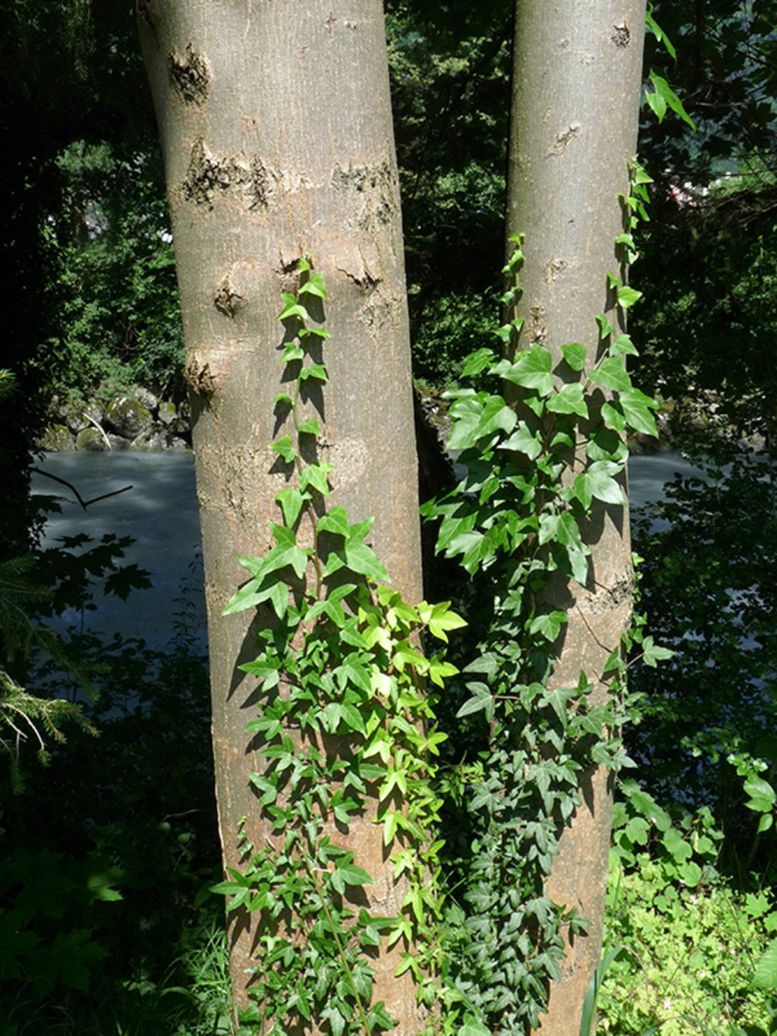 Efeu – der immergrüne Kletterer - waldwissen.net