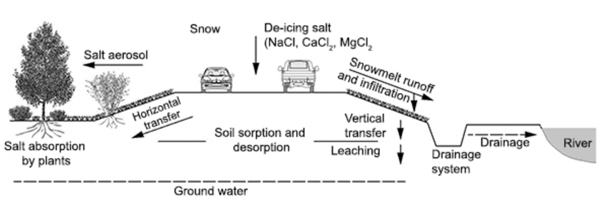 Preventing salt damage to trees - waldwissen.net
