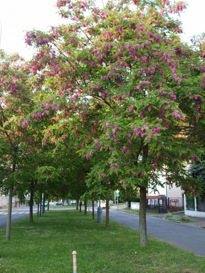 Strategies for managing invasive robinia