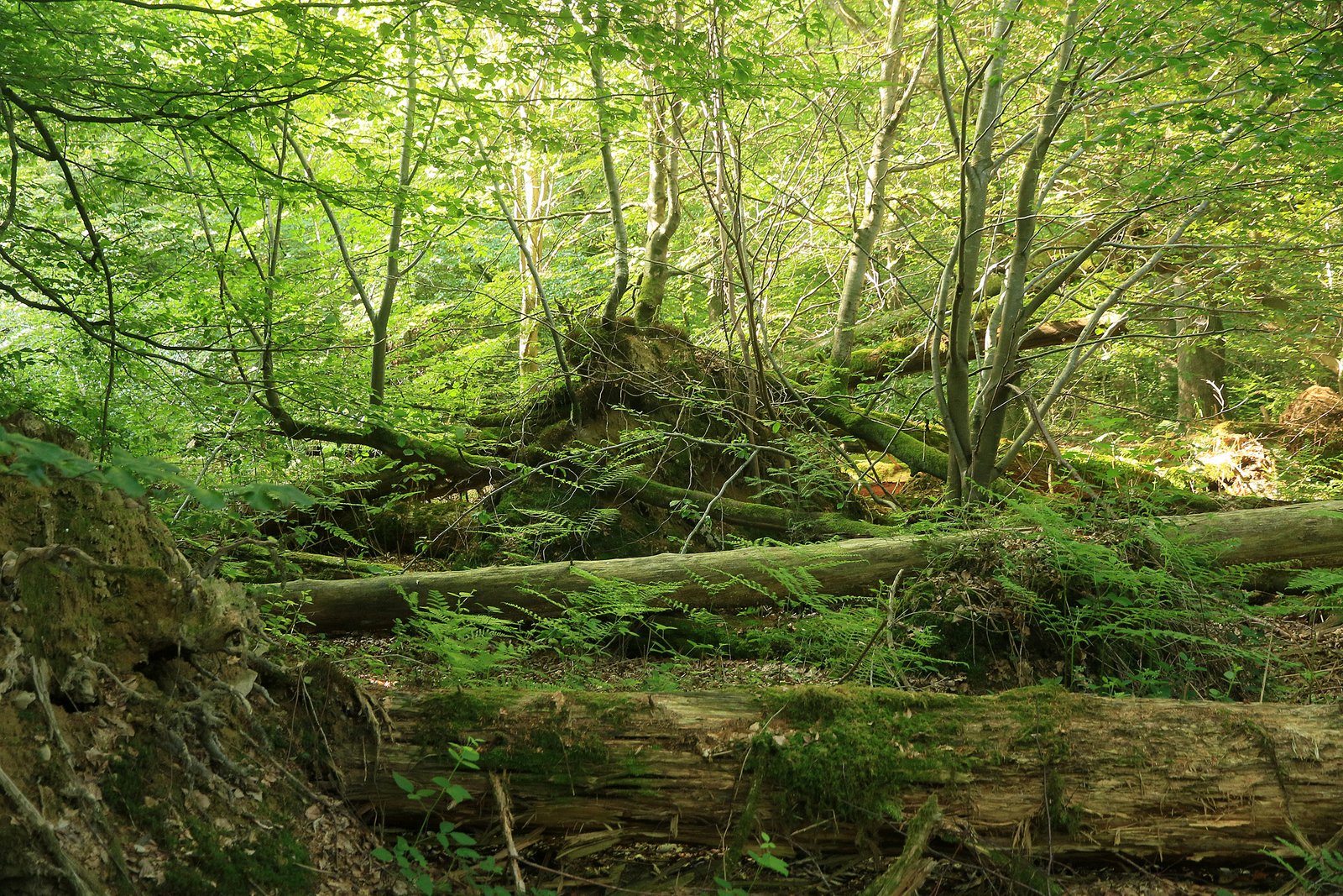 Stürme fördern die Insektenvielfalt im Wald - waldwissen.net