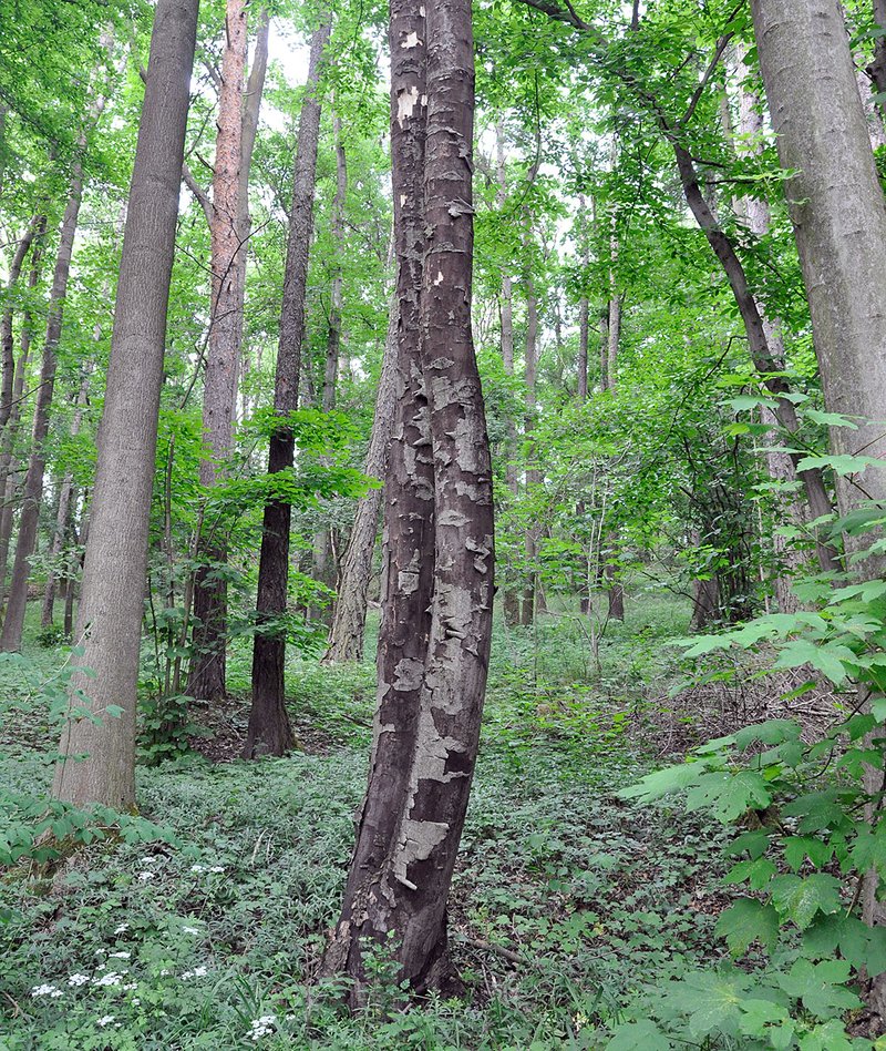 Sooty bark disease – the first discovery in Bavaria - waldwissen.net